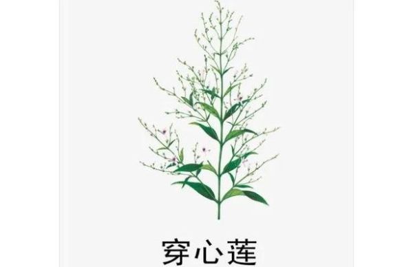 穿心莲怎么吃效果好_穿心莲片饭前还是饭后吃-第2张图片-山城妙识 穿心莲怎么吃效果好_穿心莲片饭前还是饭后吃-第2张图片-山城妙识