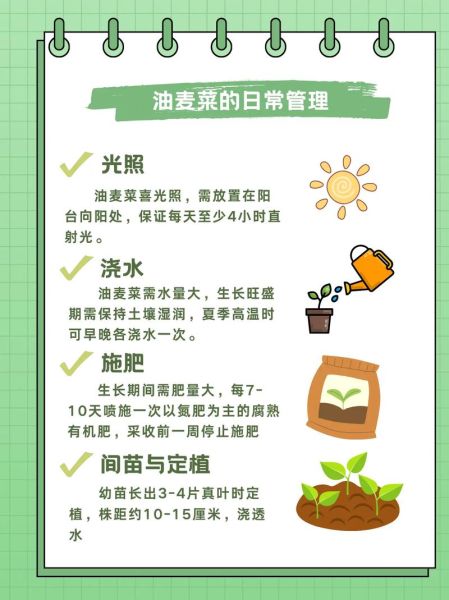 油麦菜图片大全_油麦菜怎么挑选-第1张图片-山城妙识 油麦菜图片大全_油麦菜怎么挑选-第1张图片-山城妙识