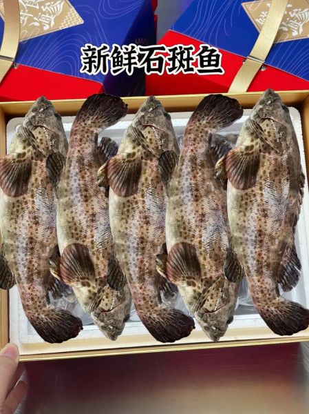 石斑鱼怎么做好吃_石斑鱼的营养价值-第3张图片-山城妙识 石斑鱼怎么做好吃_石斑鱼的营养价值-第3张图片-山城妙识