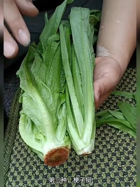 油麦菜图片大全_油麦菜怎么挑选-第2张图片-山城妙识 油麦菜图片大全_油麦菜怎么挑选-第2张图片-山城妙识