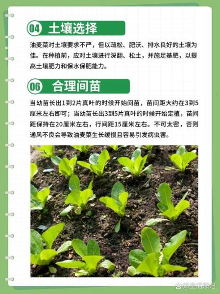 油麦菜图片大全_油麦菜怎么挑选-第3张图片-山城妙识 油麦菜图片大全_油麦菜怎么挑选-第3张图片-山城妙识