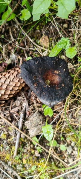 黑蘑菇是什么_黑蘑菇能吃吗-第3张图片-山城妙识 黑蘑菇是什么_黑蘑菇能吃吗-第3张图片-山城妙识