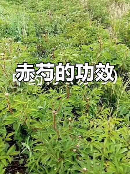 赤芍的功效与作用_赤芍和什么搭配最好-第3张图片-山城妙识 赤芍的功效与作用_赤芍和什么搭配最好-第3张图片-山城妙识