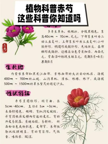 赤芍的功效与作用_赤芍和什么搭配最好-第2张图片-山城妙识 赤芍的功效与作用_赤芍和什么搭配最好-第2张图片-山城妙识