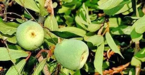 霹雳果凉粉怎么做_霹雳果凉粉要煮多久-第2张图片-山城妙识