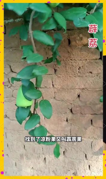 霹雳果凉粉怎么做_霹雳果凉粉要煮多久-第3张图片-山城妙识