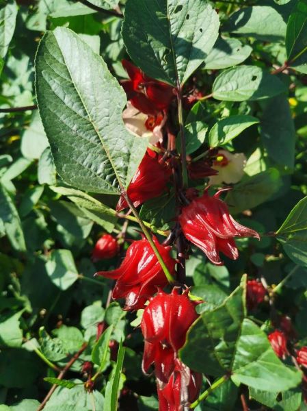 玫瑰茄的功效与作用_玫瑰茄能降血压吗-第1张图片-山城妙识 玫瑰茄的功效与作用_玫瑰茄能降血压吗-第1张图片-山城妙识