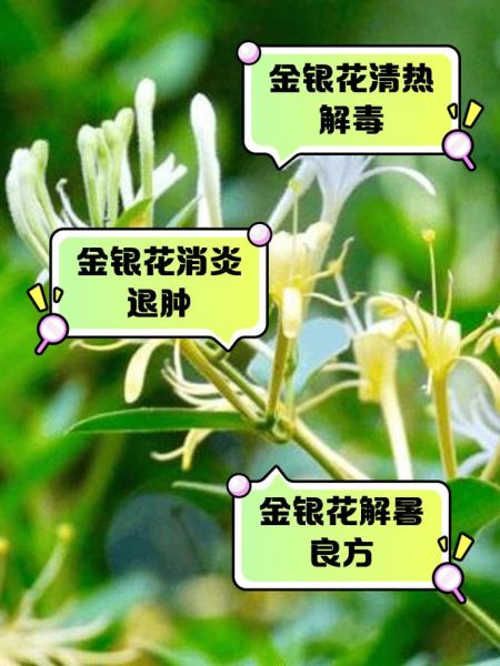 金银花能长期泡水喝吗_金银花长期饮用副作用-第2张图片-山城妙识