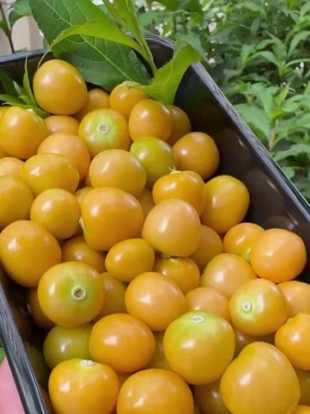 姑娘果图片_姑娘果长什么样-第3张图片-山城妙识 姑娘果图片_姑娘果长什么样-第3张图片-山城妙识