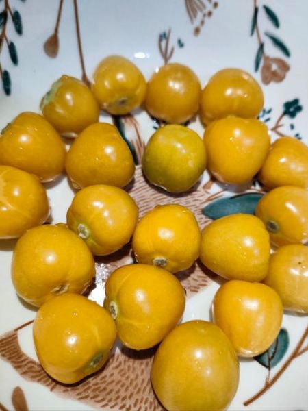 姑娘果图片_姑娘果长什么样-第2张图片-山城妙识 姑娘果图片_姑娘果长什么样-第2张图片-山城妙识