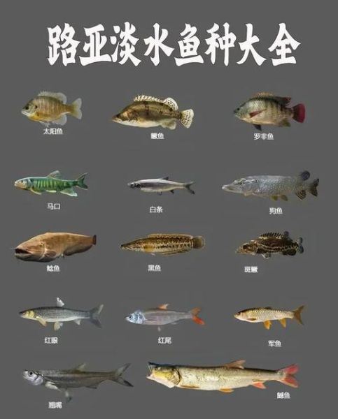 常见淡水鱼名称大全_如何快速识别鱼种-第3张图片-山城妙识 常见淡水鱼名称大全_如何快速识别鱼种-第3张图片-山城妙识