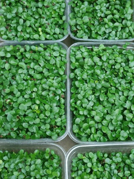 香椿芽苗菜怎么种_香椿芽苗菜栽培技术-第1张图片-山城妙识 香椿芽苗菜怎么种_香椿芽苗菜栽培技术-第1张图片-山城妙识