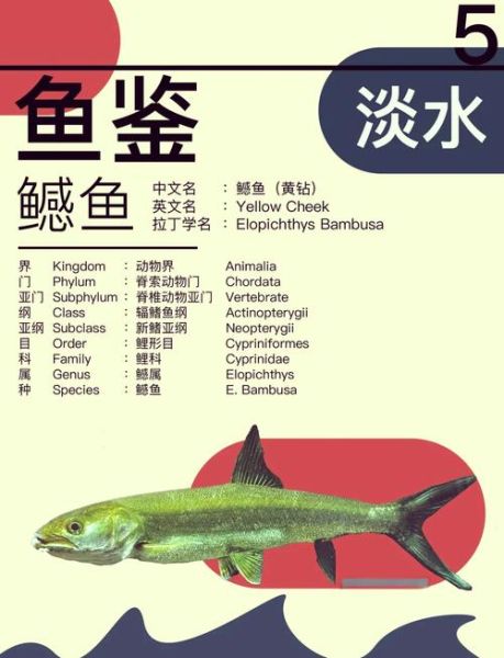 鳡鱼是二级保护动物吗_鳡鱼保护级别与处罚标准-第2张图片-山城妙识