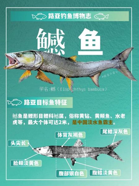 鳡鱼是二级保护动物吗_鳡鱼保护级别与处罚标准-第1张图片-山城妙识