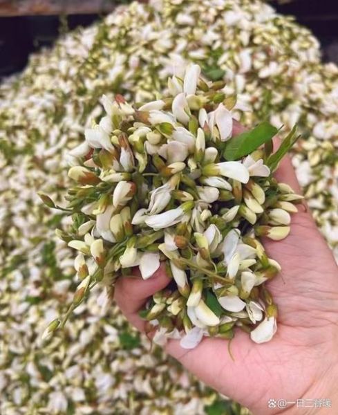 鲜槐花怎么保存_鲜槐花怎么吃最好吃-第1张图片-山城妙识