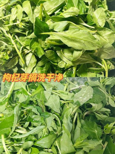 枸杞芽菜怎么做好吃_枸杞芽菜的做法大全-第2张图片-山城妙识 枸杞芽菜怎么做好吃_枸杞芽菜的做法大全-第2张图片-山城妙识