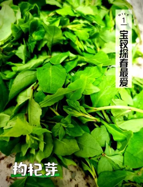 枸杞芽菜怎么做好吃_枸杞芽菜的做法大全-第1张图片-山城妙识 枸杞芽菜怎么做好吃_枸杞芽菜的做法大全-第1张图片-山城妙识