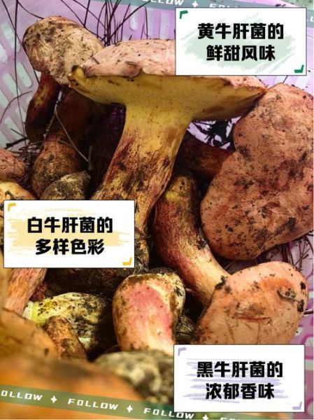 牛肝菌的功效与禁忌_什么人不能吃牛肝菌-第1张图片-山城妙识