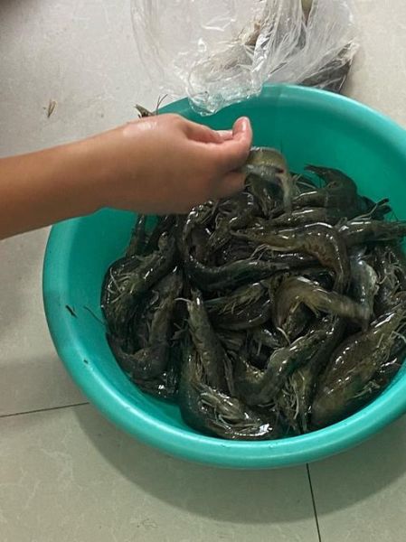 河虾怎么养才不会死_河虾养殖注意事项-第1张图片-山城妙识 河虾怎么养才不会死_河虾养殖注意事项-第1张图片-山城妙识