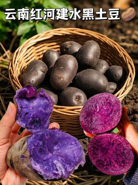 黑土豆的做法_黑土豆怎么吃-第1张图片-山城妙识