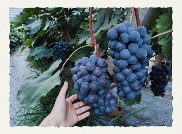 晚上想吃你的黑葡萄_是什么梗-第1张图片-山城妙识 晚上想吃你的黑葡萄_是什么梗-第1张图片-山城妙识