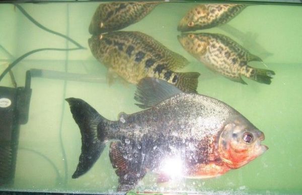 食人鲳怎么养_食人鲳咬人吗-第2张图片-山城妙识 食人鲳怎么养_食人鲳咬人吗-第2张图片-山城妙识