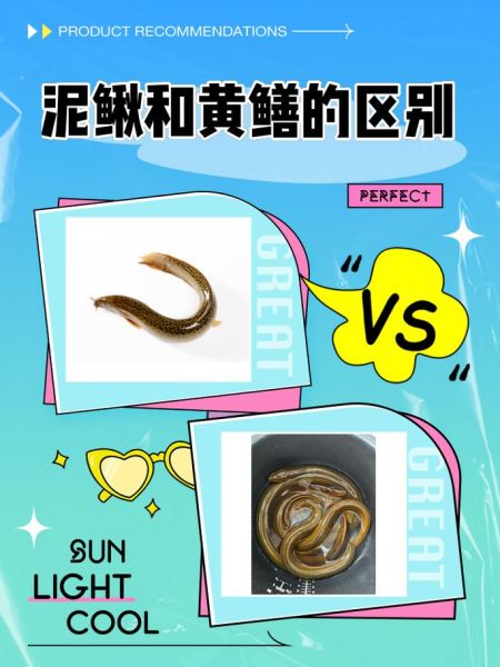 黄鳝性别会变吗_黄鳝雌雄转换原理-第1张图片-山城妙识 黄鳝性别会变吗_黄鳝雌雄转换原理-第1张图片-山城妙识