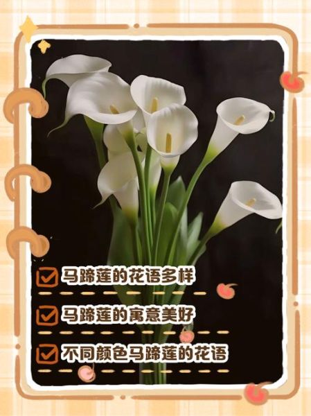 马蹄莲花语小说_如何写出动人故事-第1张图片-山城妙识 马蹄莲花语小说_如何写出动人故事-第1张图片-山城妙识