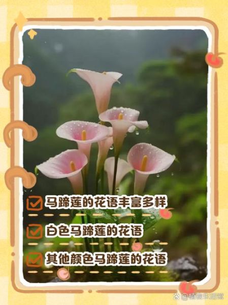 马蹄莲花语小说_如何写出动人故事-第2张图片-山城妙识 马蹄莲花语小说_如何写出动人故事-第2张图片-山城妙识