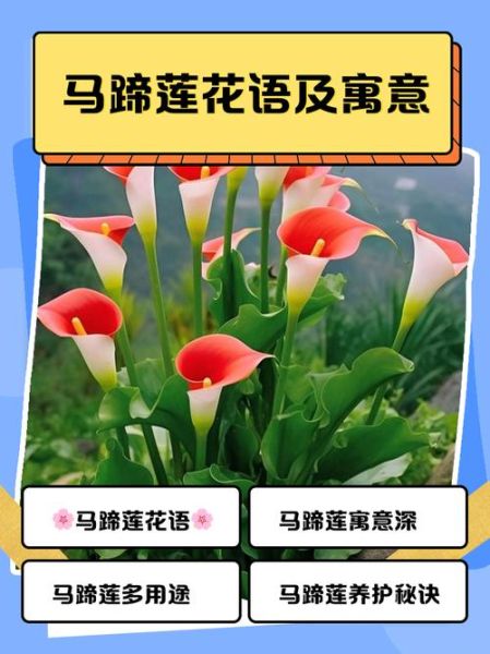 马蹄莲花语小说_如何写出动人故事-第3张图片-山城妙识 马蹄莲花语小说_如何写出动人故事-第3张图片-山城妙识