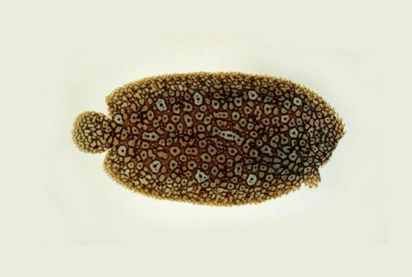 鳎怎么读_鳎鱼是什么鱼-第3张图片-山城妙识