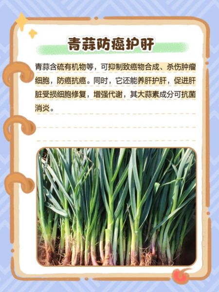 青蒜的功效与作用_青蒜怎么吃最健康-第1张图片-山城妙识 青蒜的功效与作用_青蒜怎么吃最健康-第1张图片-山城妙识