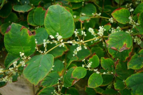 虎杖图片大全_虎杖长什么样-第3张图片-山城妙识