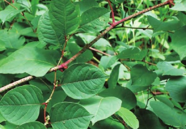 虎杖图片大全_虎杖长什么样-第1张图片-山城妙识