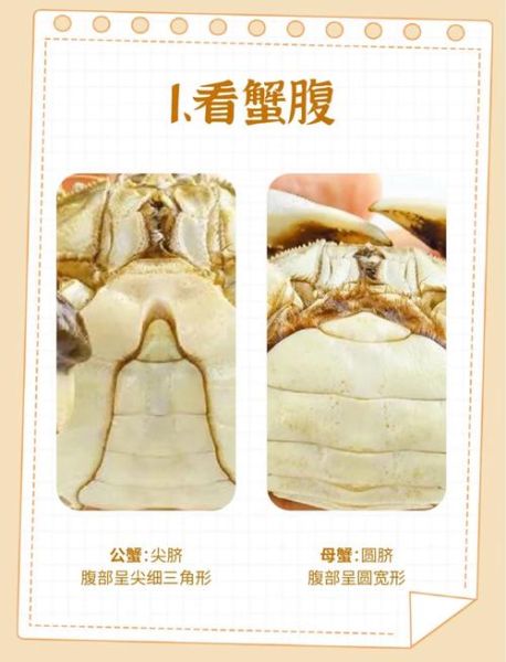 黄河口大闸蟹什么时候最肥_如何挑选当季好蟹-第1张图片-山城妙识 黄河口大闸蟹什么时候最肥_如何挑选当季好蟹-第1张图片-山城妙识