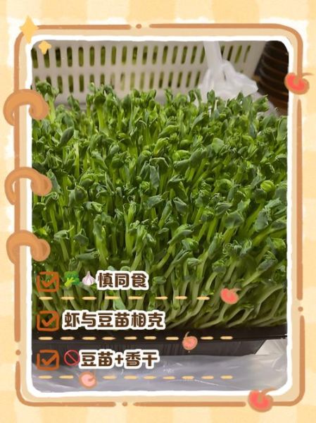 豌豆苗可以生吃吗_生吃豌豆苗安全吗-第1张图片-山城妙识 豌豆苗可以生吃吗_生吃豌豆苗安全吗-第1张图片-山城妙识