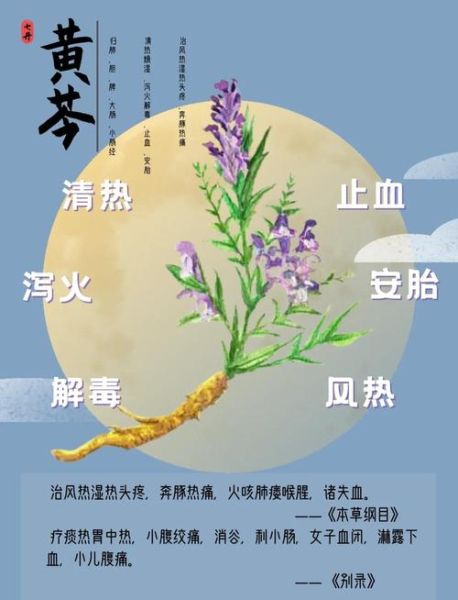 黄芩的功效与作用_黄芩能长期泡水喝吗-第2张图片-山城妙识 黄芩的功效与作用_黄芩能长期泡水喝吗-第2张图片-山城妙识