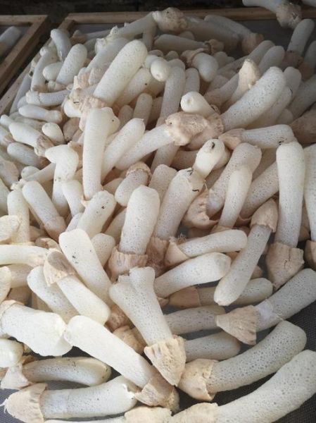 长裙竹荪多少钱一斤_长裙竹荪价格为什么差别大-第1张图片-山城妙识 长裙竹荪多少钱一斤_长裙竹荪价格为什么差别大-第1张图片-山城妙识