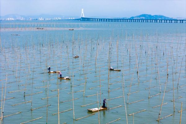 紫菜长在海里还是人工养殖_紫菜生长环境揭秘-第1张图片-山城妙识