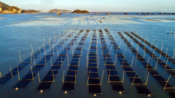 紫菜长在海里还是人工养殖_紫菜生长环境揭秘-第2张图片-山城妙识