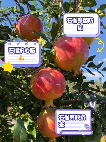 吃石榴的禁忌有哪些_吃石榴不能和什么一起吃-第2张图片-山城妙识
