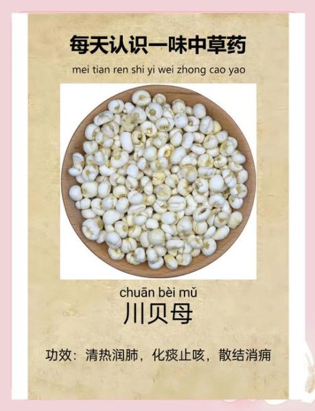 川贝母的功效与作用_川贝母怎么吃止咳效果好-第2张图片-山城妙识
