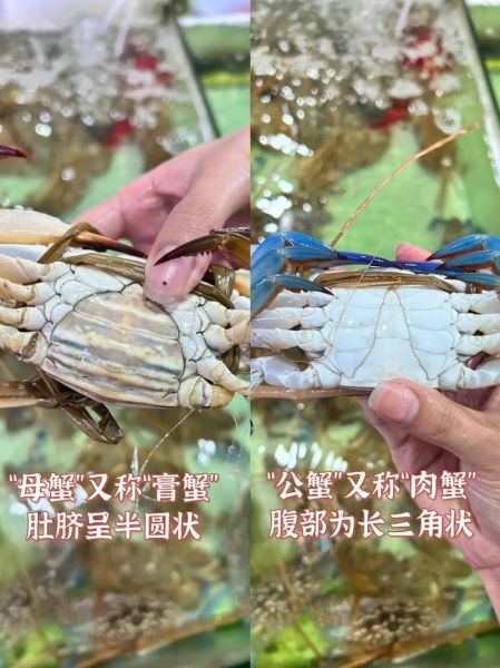 兰花蟹是什么_兰花蟹多少钱一斤-第1张图片-山城妙识