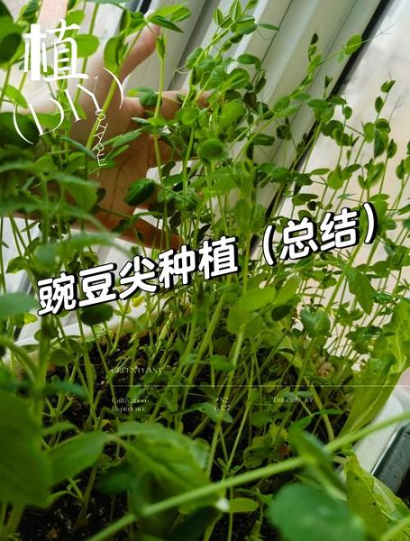 豌豆芽苗怎么种_豌豆芽苗多久能采收-第1张图片-山城妙识 豌豆芽苗怎么种_豌豆芽苗多久能采收-第1张图片-山城妙识