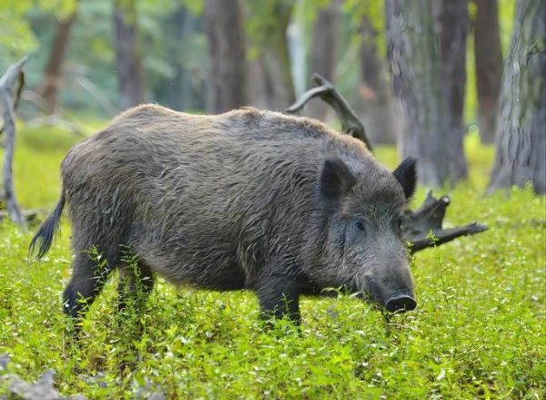 野猪是保护动物吗_野猪可以捕杀吗-第1张图片-山城妙识