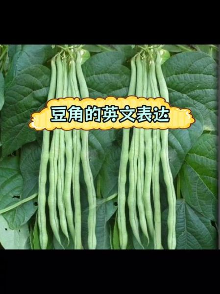 豇豆怎么读音_豇豆是什么意思-第1张图片-山城妙识