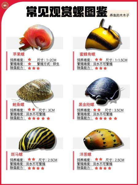螺的种类图片及名称_如何快速识别常见淡水螺-第2张图片-山城妙识 螺的种类图片及名称_如何快速识别常见淡水螺-第2张图片-山城妙识