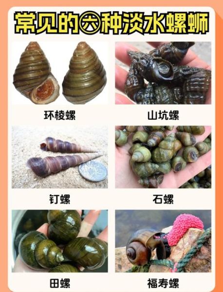螺的种类图片及名称_如何快速识别常见淡水螺-第1张图片-山城妙识 螺的种类图片及名称_如何快速识别常见淡水螺-第1张图片-山城妙识