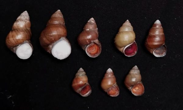 螺的种类图片及名称_如何快速识别常见淡水螺-第3张图片-山城妙识 螺的种类图片及名称_如何快速识别常见淡水螺-第3张图片-山城妙识