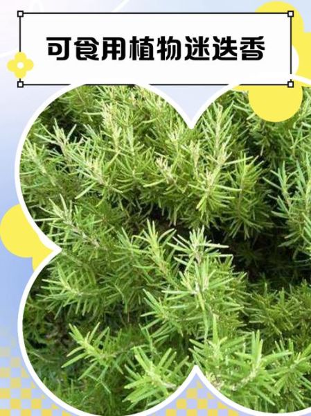 迷迭香的功效与作用_迷迭香哪些人不能吃-第3张图片-山城妙识 迷迭香的功效与作用_迷迭香哪些人不能吃-第3张图片-山城妙识